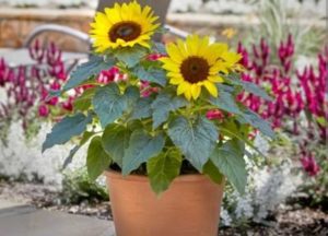 15 Types of Dwarf Sunflowers Varieties And How To Grow Them ...