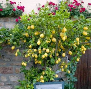 10 Dwarf Lemon Trees, With How To Grow & Care - Mississippi Greens