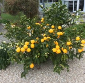 10 Dwarf Lemon Trees, With How To Grow & Care - Mississippi Greens