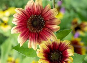 Red Sunflowers: Different Varieties & How To Grow - Mississippi Greens