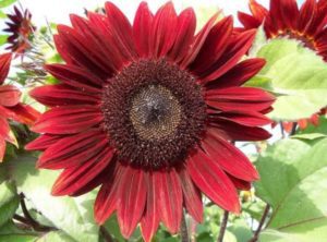 Red Sunflowers: Different Varieties & How To Grow - Mississippi Greens