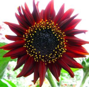 Red Sunflowers: Different Varieties & How To Grow - Mississippi Greens