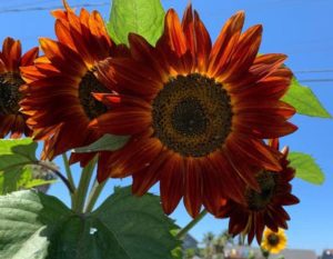 Red Sunflowers: Different Varieties & How To Grow - Mississippi Greens
