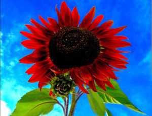 Red Sunflowers: Different Varieties & How To Grow - Mississippi Greens