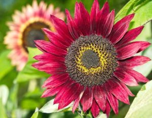 Red Sunflowers: Different Varieties & How To Grow - Mississippi Greens