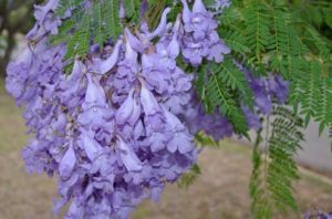 36 Trees With Purple Flowers (Identification, With Pictures ...