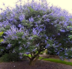 36 Trees With Purple Flowers (Identification, With Pictures ...