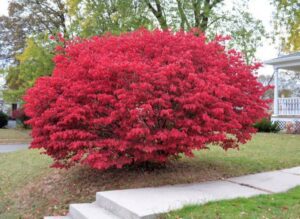 12 Shrubs That Turn Red In The Fall: Leave Color & Best use Case ...