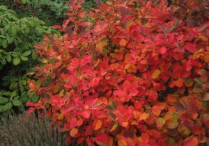 12 Shrubs That Turn Red In The Fall: Leave Color & Best use Case ...