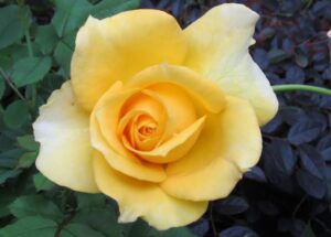 16 Yellow Rose Varieties To Add Interest To Your Yard - Mississippi Greens