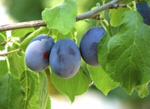 20 Types of Plums: Black, Red, and More Varieties (With Pictures ...
