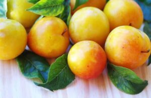20 Types of Plums: Black, Red, and More Varieties (With Pictures ...