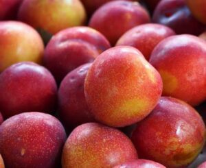 20 Types of Plums: Black, Red, and More Varieties (With Pictures ...