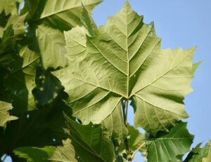 Sycamore Tree: Ultimate Guide (6 Types, Facts, Seeds, Leaves and more ...