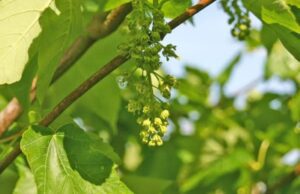 Sycamore Tree: Ultimate Guide (6 Types, Facts, Seeds, Leaves and more ...