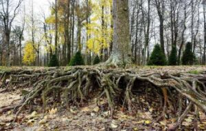 Sycamore Tree: Ultimate Guide (6 Types, Facts, Seeds, Leaves and more ...