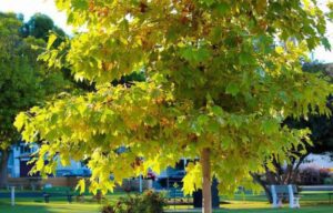 Sycamore Tree: Ultimate Guide (6 Types, Facts, Seeds, Leaves and more ...