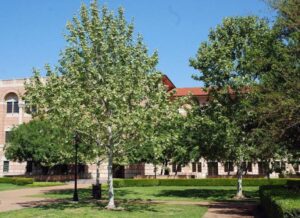 Sycamore Tree: Ultimate Guide (6 Types, Facts, Seeds, Leaves and more ...