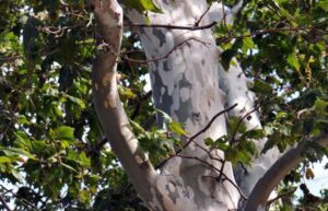 Sycamore Tree: Ultimate Guide (6 Types, Facts, Seeds, Leaves and more ...