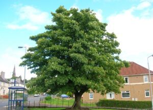 Sycamore Tree: Ultimate Guide (6 Types, Facts, Seeds, Leaves and more ...