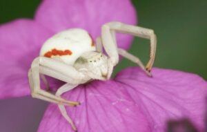 15 Different Types of White Spiders (With Pictures) - Mississippi Greens