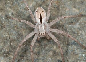 15 Different Types of White Spiders (With Pictures) - Mississippi Greens