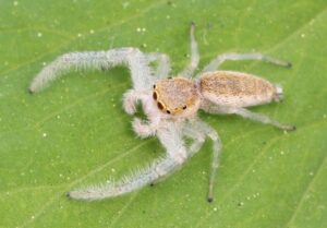 15 Different Types of White Spiders (With Pictures) - Mississippi Greens