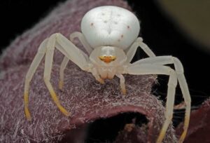 15 Different Types of White Spiders (With Pictures) - Mississippi Greens
