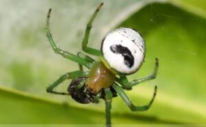 15 Different Types of White Spiders (With Pictures) - Mississippi Greens