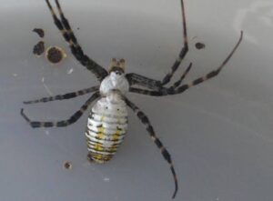 15 Different Types of White Spiders (With Pictures) - Mississippi Greens