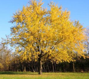 25 Types of Maple Trees (Pictures): Identification Guide (Chart ...