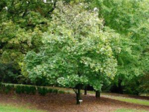 25 Types of Maple Trees (Pictures): Identification Guide (Chart ...