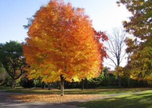 25 Types of Maple Trees (Pictures): Identification Guide (Chart ...