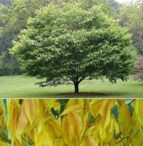 25 Types of Maple Trees (Pictures): Identification Guide (Chart ...