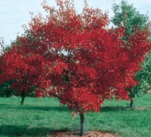 25 Types of Maple Trees (Pictures): Identification Guide (Chart ...