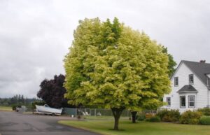 25 Types of Maple Trees (Pictures): Identification Guide (Chart ...