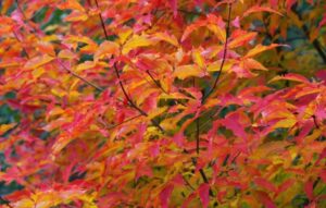 25 Types of Maple Trees (Pictures): Identification Guide (Chart ...