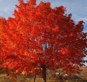 25 Types of Maple Trees (Pictures): Identification Guide (Chart ...