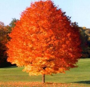 25 Types of Maple Trees (Pictures): Identification Guide (Chart ...
