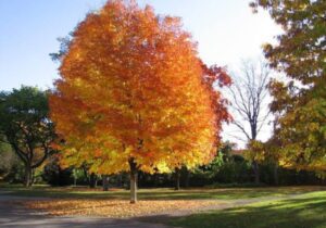 25 Types of Maple Trees (Pictures): Identification Guide (Chart ...