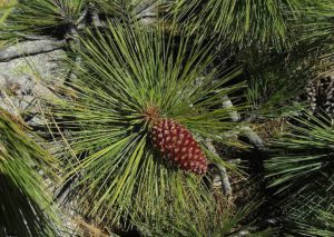 35 Types of Pine Trees with Identification Guide, Chart and Pictures ...