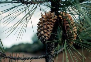 35 Types of Pine Trees with Identification Guide, Chart and Pictures ...