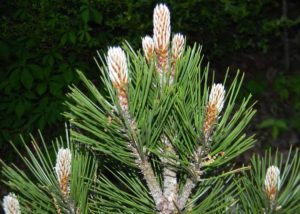 35 Types of Pine Trees with Identification Guide, Chart and Pictures