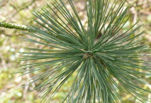 35 Types of Pine Trees with Identification Guide, Chart and Pictures ...