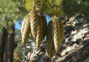 35 Types of Pine Trees with Identification Guide, Chart and Pictures ...