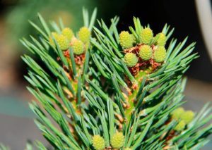 35 Types of Pine Trees with Identification Guide, Chart and Pictures ...