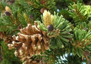 35 Types of Pine Trees with Identification Guide, Chart and Pictures ...