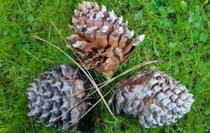 35 Types of Pine Trees with Identification Guide, Chart and Pictures ...