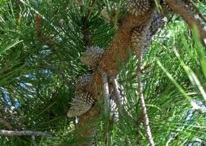 35 Types of Pine Trees with Identification Guide, Chart and Pictures ...