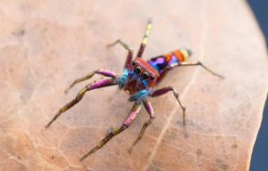 Do Purple Spiders Exists? 10 Purple Spiders You Need To Know ...